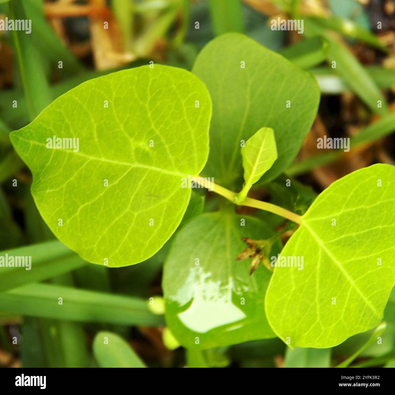 Chinese Tallow (Triadica sebifera Stock Photo - Alamy