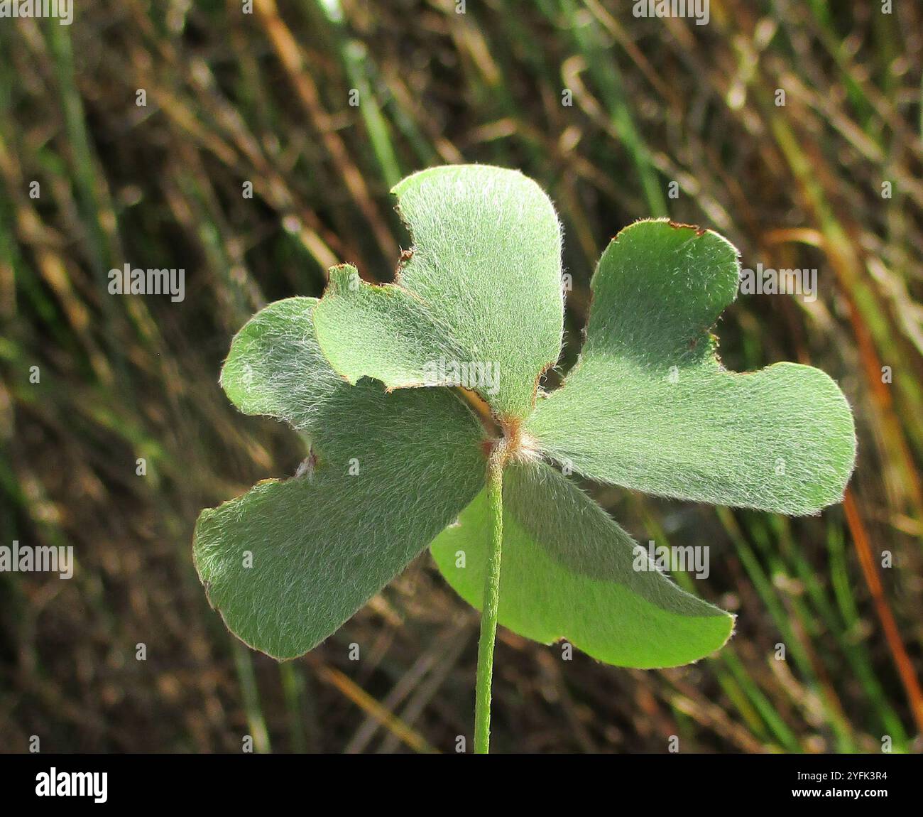 Helicopter Ferns (Marsilea Stock Photo - Alamy