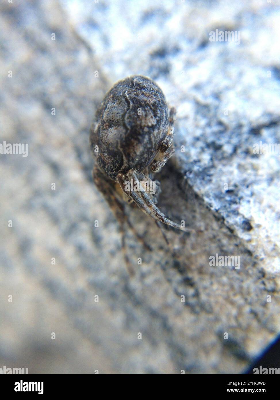 Grey Cross Spider (Larinioides sclopetarius Stock Photo - Alamy