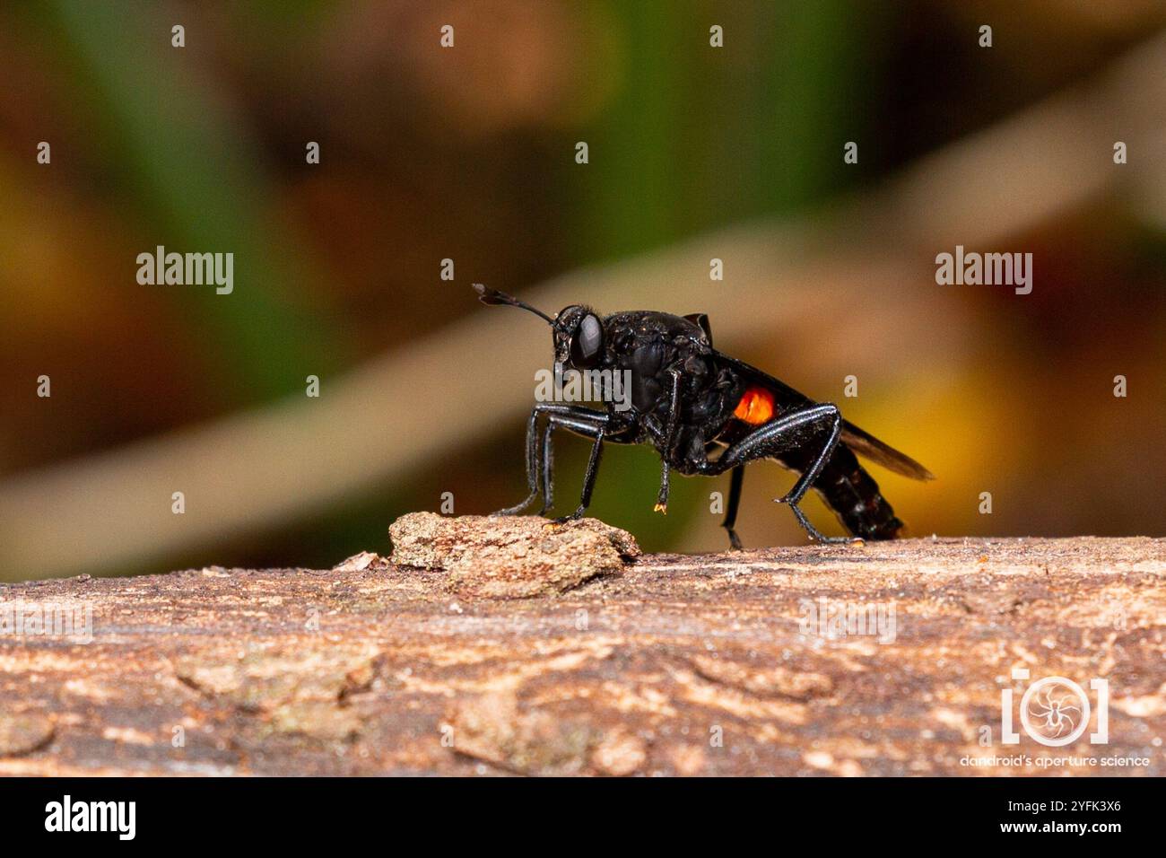 Clubbed mydas fly hi-res stock photography and images - Alamy