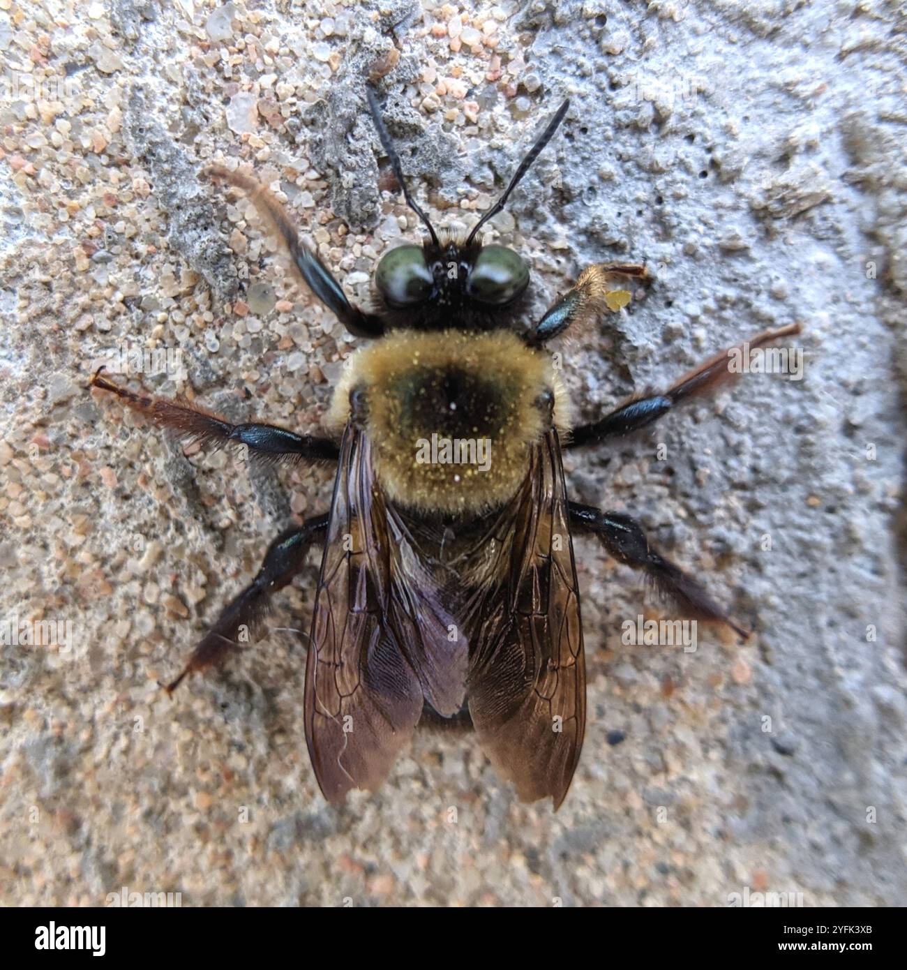 Eastern Carpenter Bee (Xylocopa virginica Stock Photo - Alamy