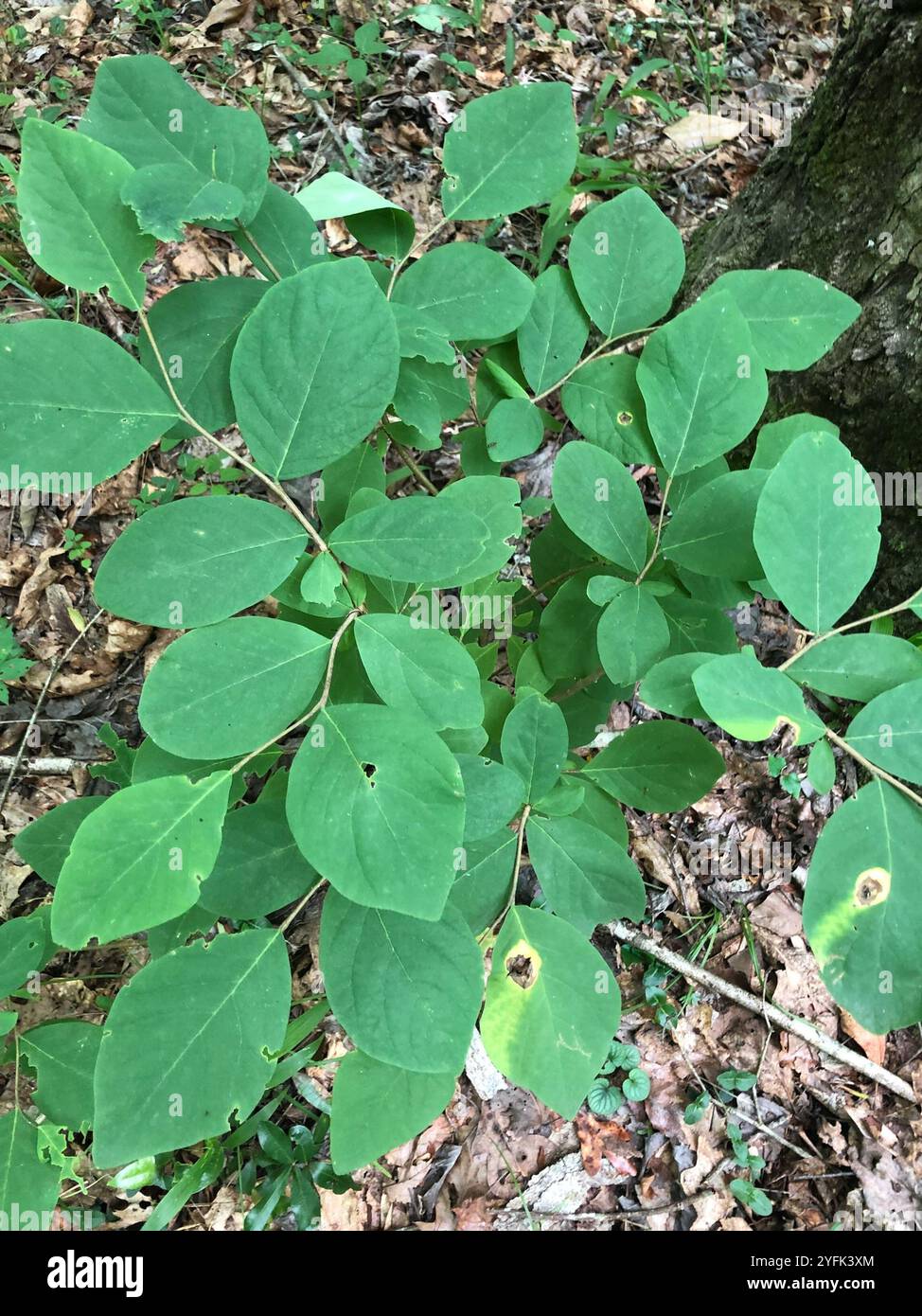 eastern leatherwood (Dirca palustris Stock Photo - Alamy