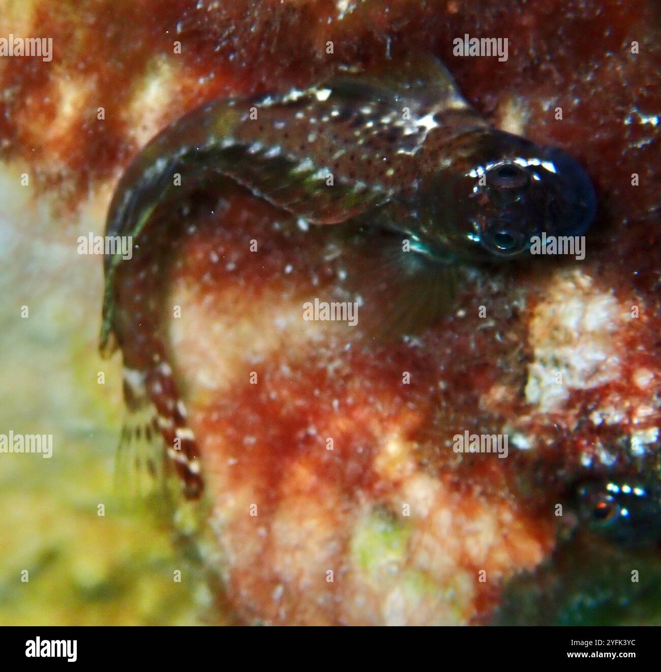 Entomacrodus hi-res stock photography and images - Alamy