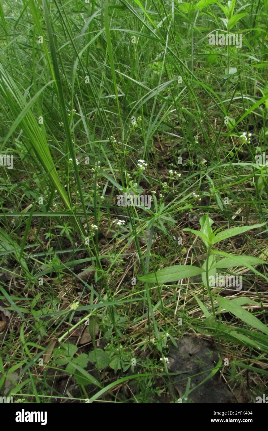 Common Marsh-bedstraw (Galium palustre Stock Photo - Alamy