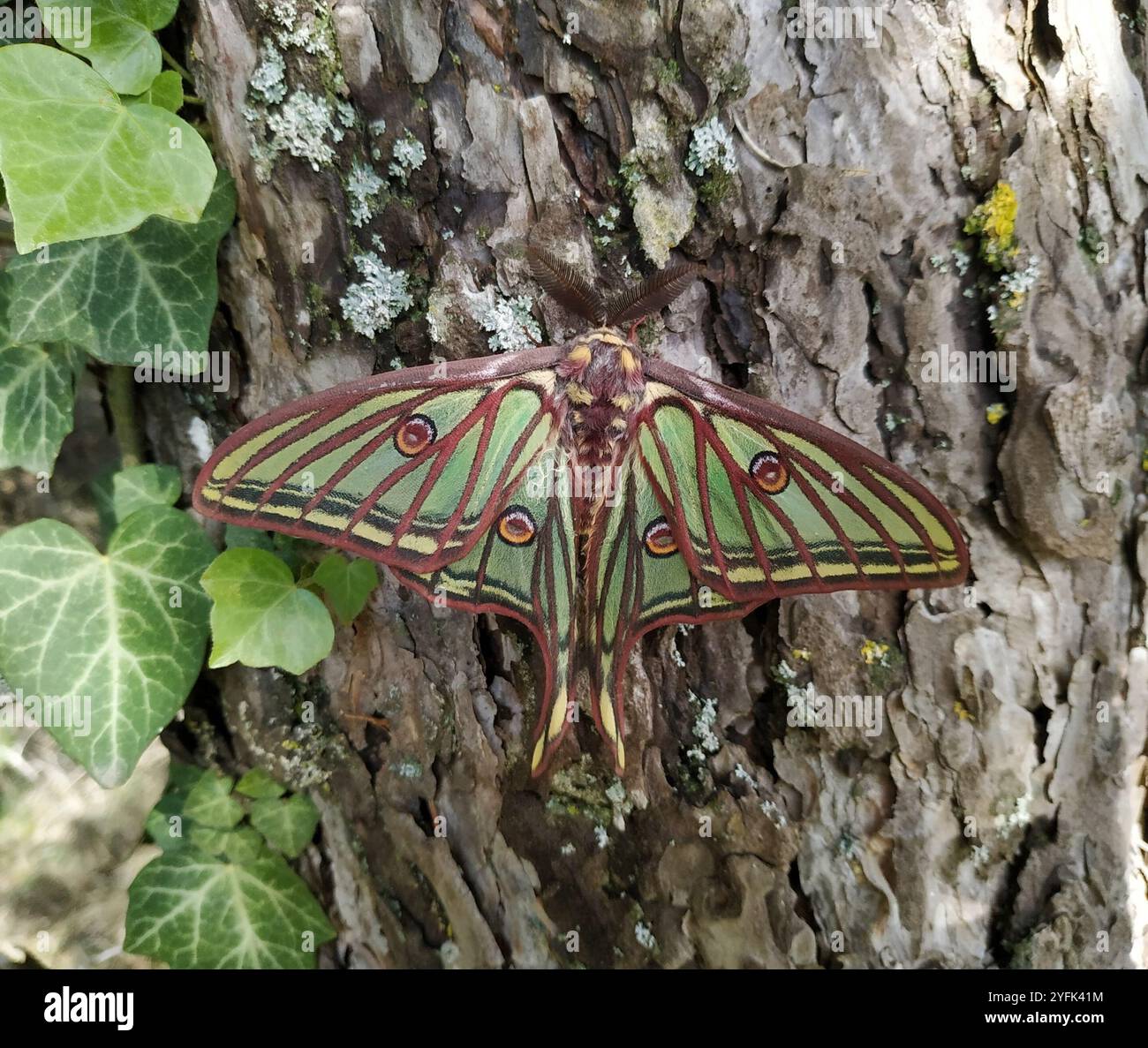 Spanish moon moth hi-res stock photography and images - Alamy