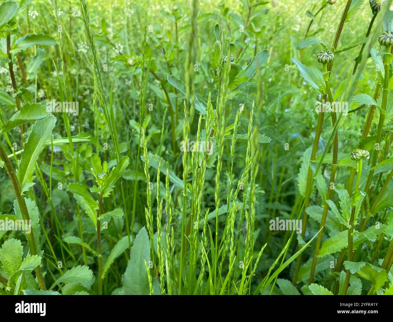 common soft brome (Bromus hordeaceus Stock Photo - Alamy