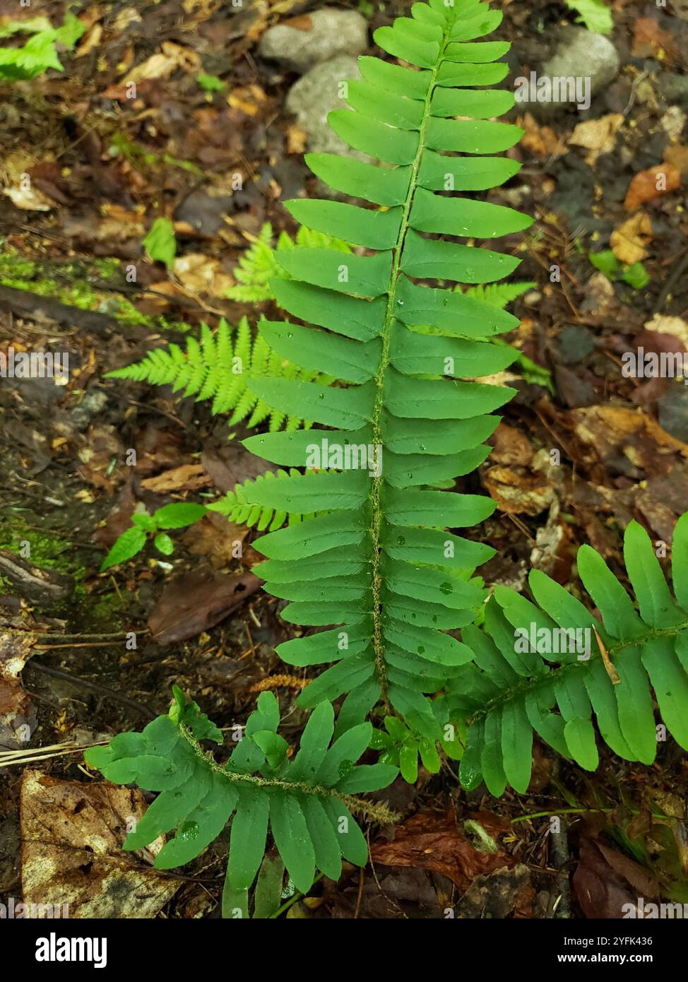 Christmas fern (Polystichum acrostichoides Stock Photo - Alamy