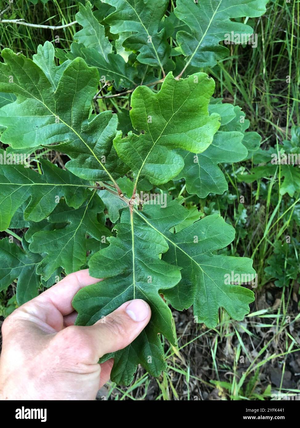 Oregon white oak (Quercus garryana garryana Stock Photo - Alamy