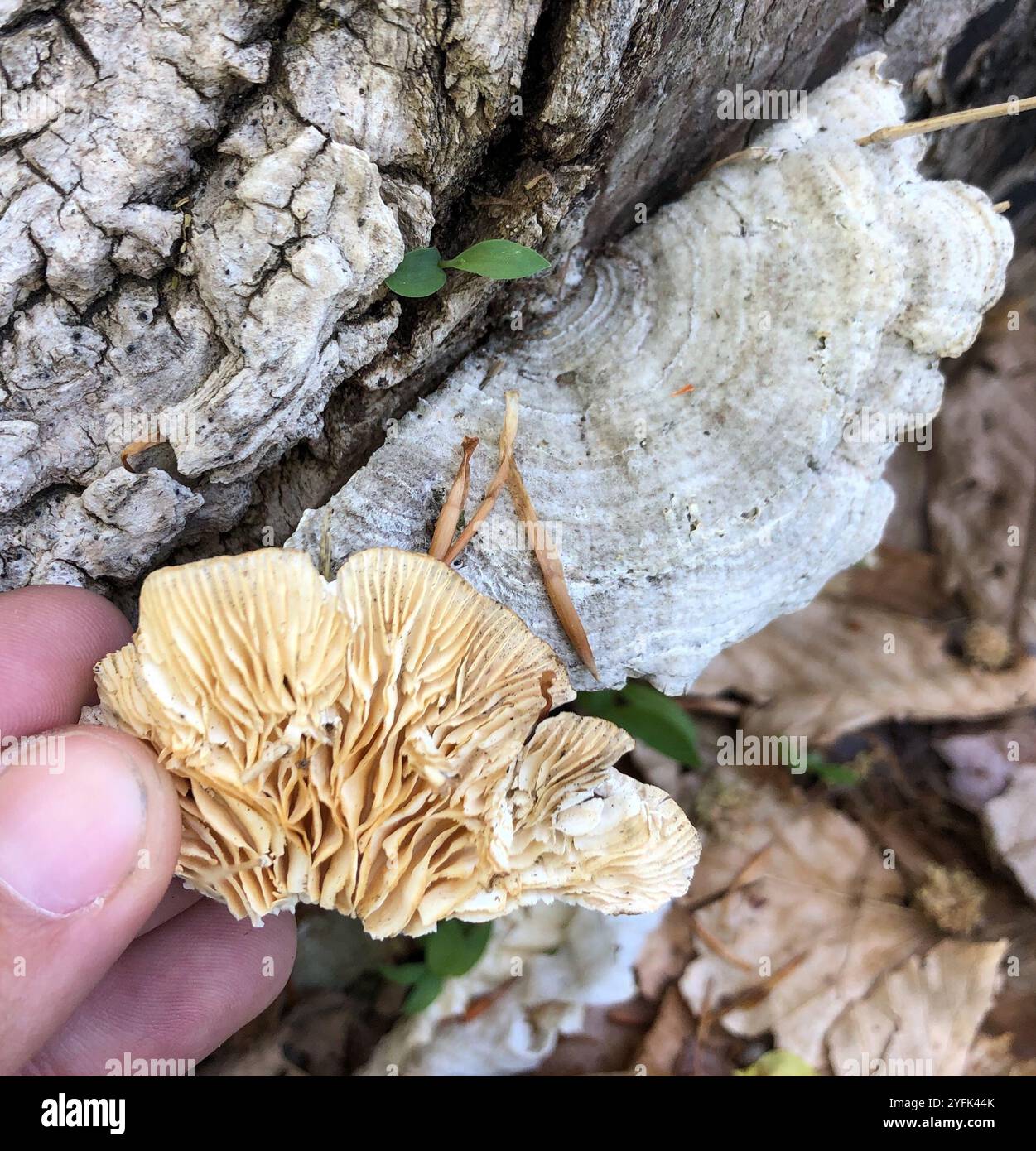Gilled Polypore (Trametes betulina Stock Photo - Alamy