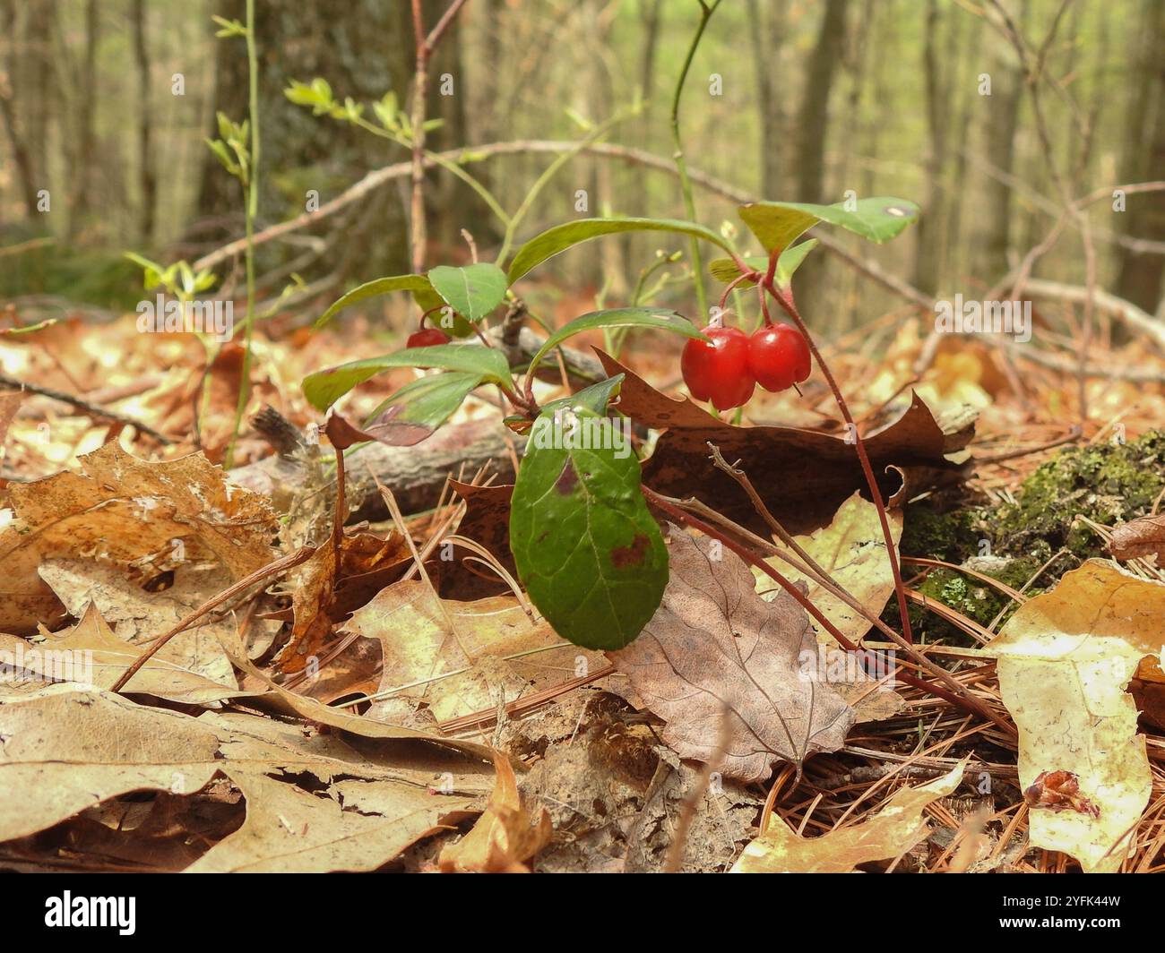 Eastern Teaberry (Gaultheria procumbens Stock Photo - Alamy