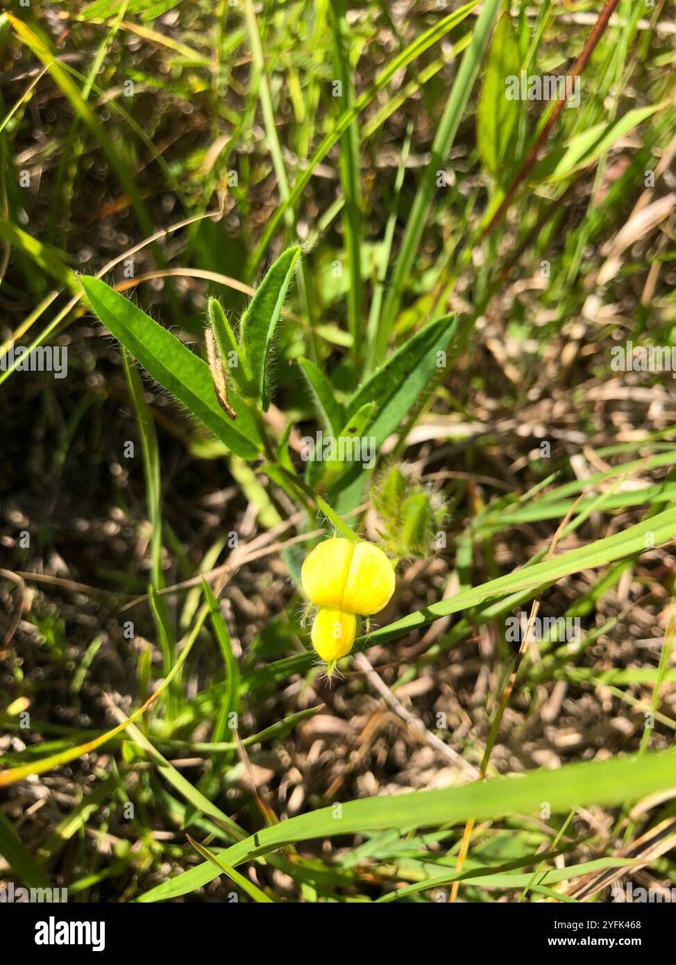 arrowhead rattlebox (Crotalaria sagittalis Stock Photo - Alamy