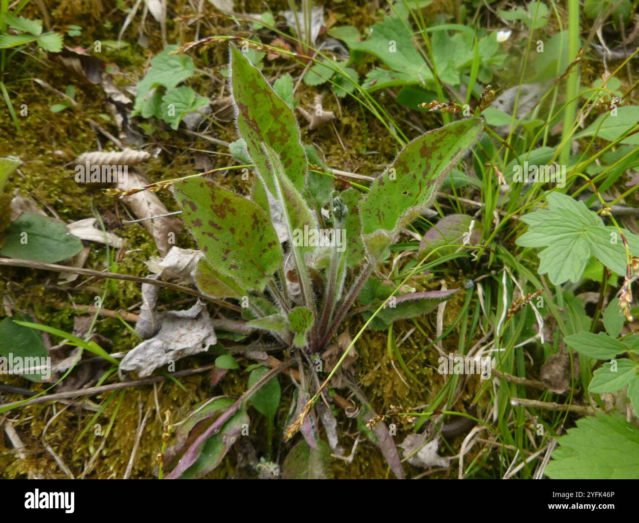 Wall hawkweed (Hieracium murorum Stock Photo - Alamy