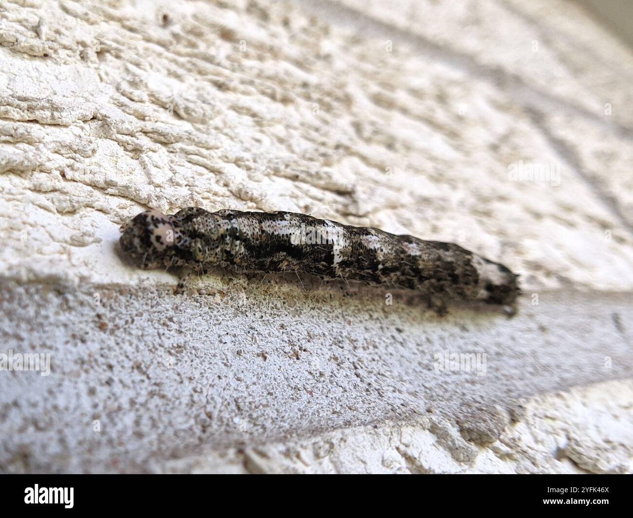 Live Oak Metria Moth (Metria amella Stock Photo - Alamy