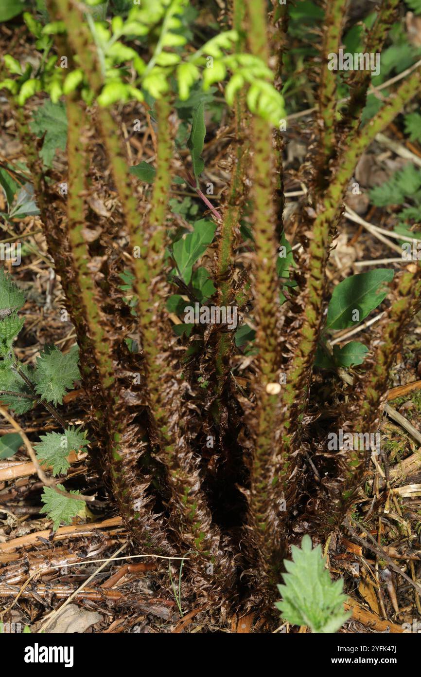broad buckler-fern (Dryopteris dilatata Stock Photo - Alamy
