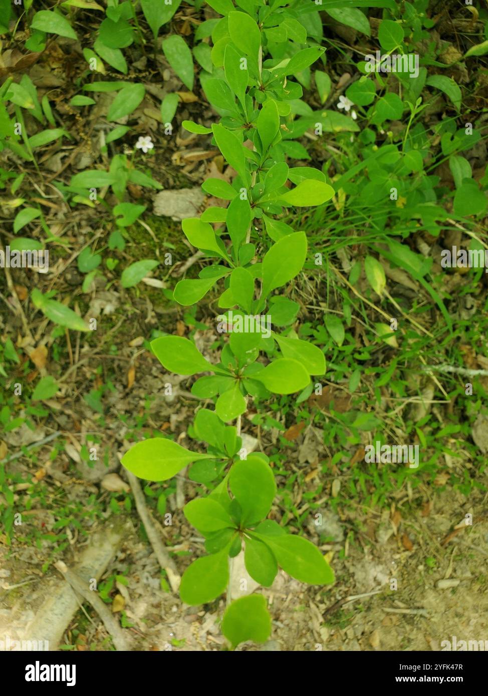 Japanese barberry (Berberis thunbergii Stock Photo - Alamy