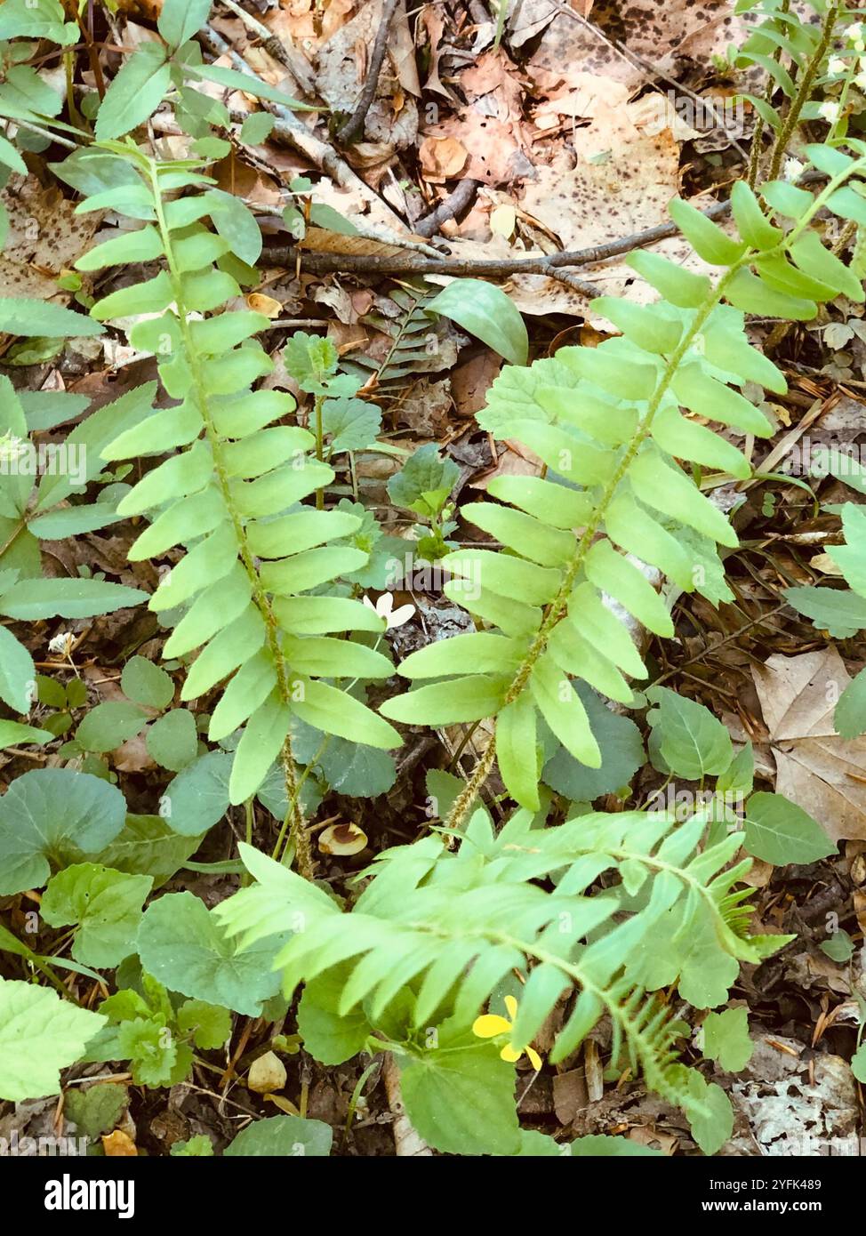 Christmas fern (Polystichum acrostichoides Stock Photo - Alamy