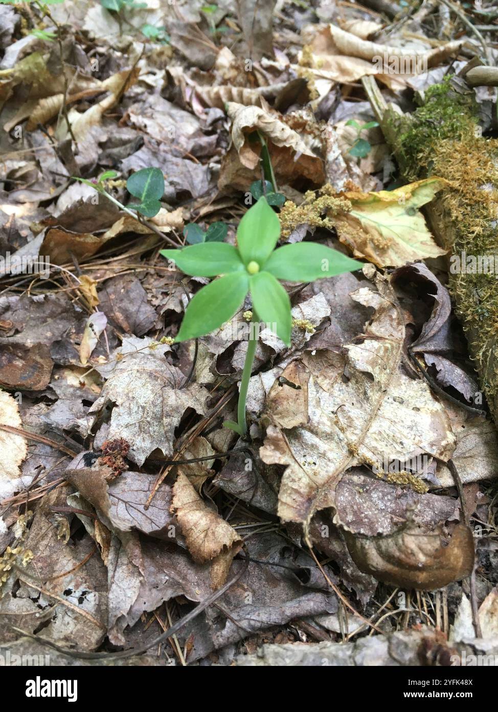 Small Whorled Pogonia (Isotria medeoloides Stock Photo - Alamy