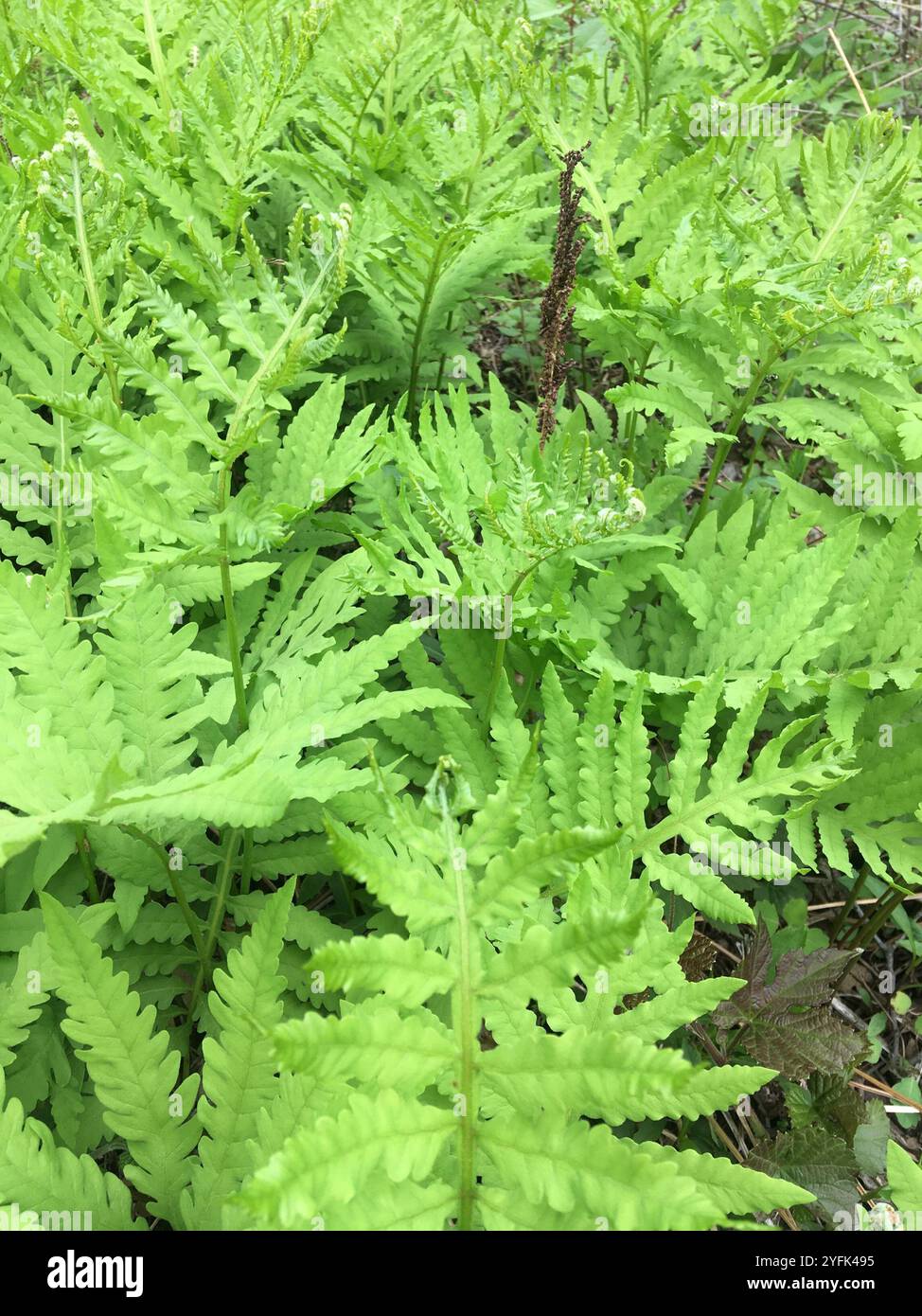 sensitive fern (Onoclea sensibilis Stock Photo - Alamy