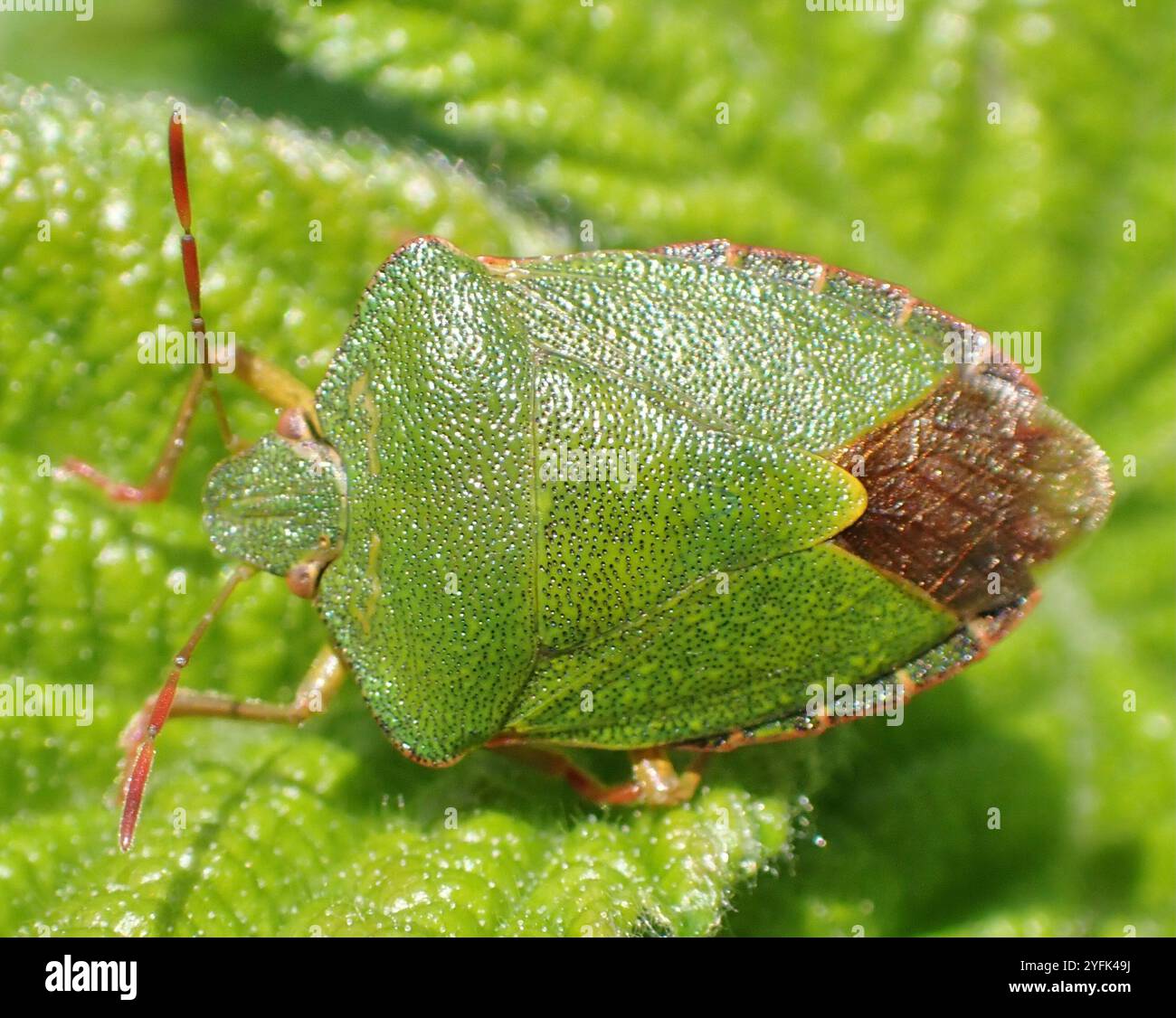 Green Shield Bug (Palomena prasina Stock Photo - Alamy