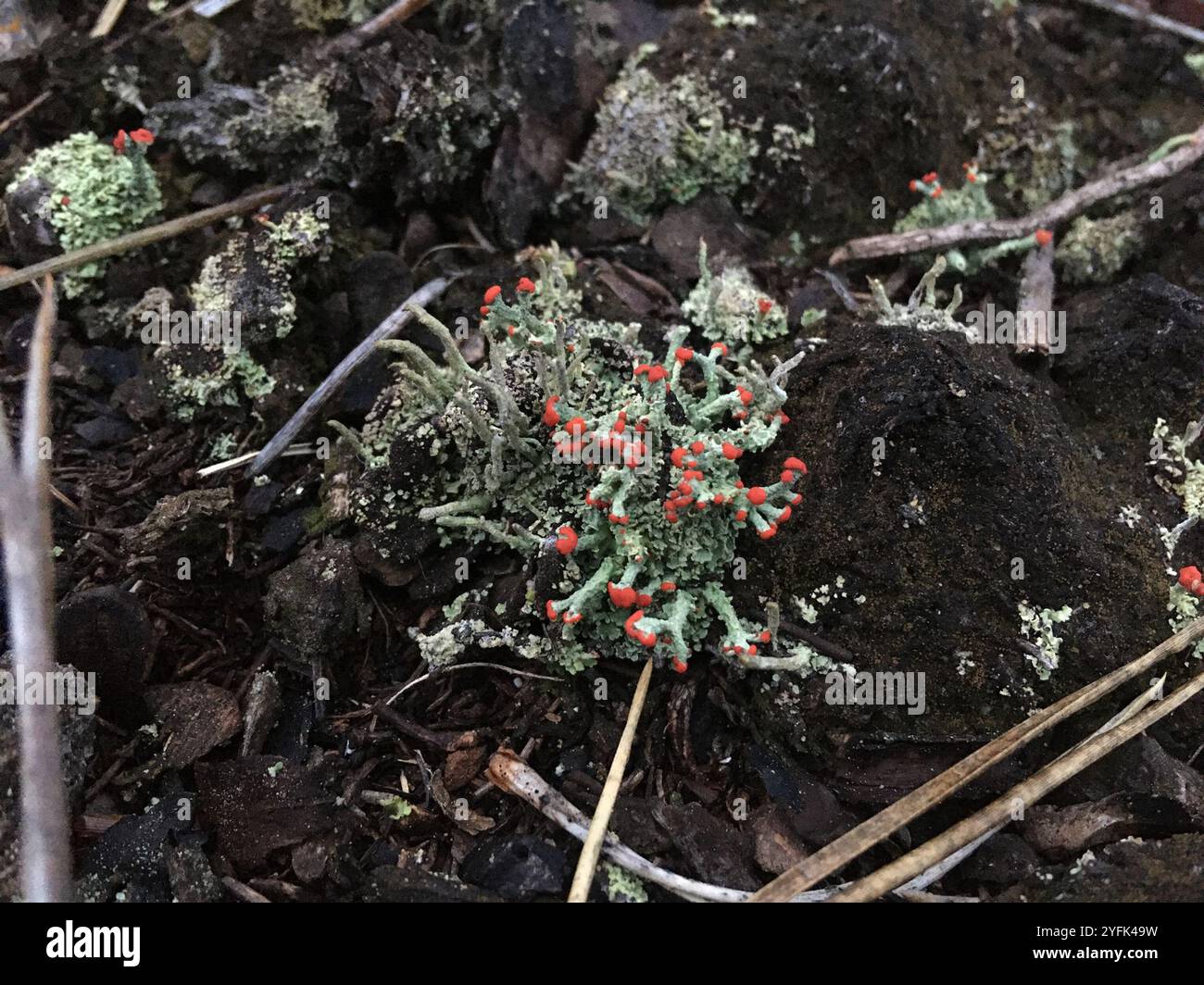 British soldier lichen (Cladonia cristatella Stock Photo - Alamy