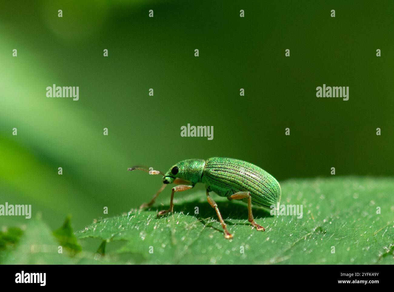 Green Immigrant Leaf Weevil (Polydrusus formosus Stock Photo - Alamy