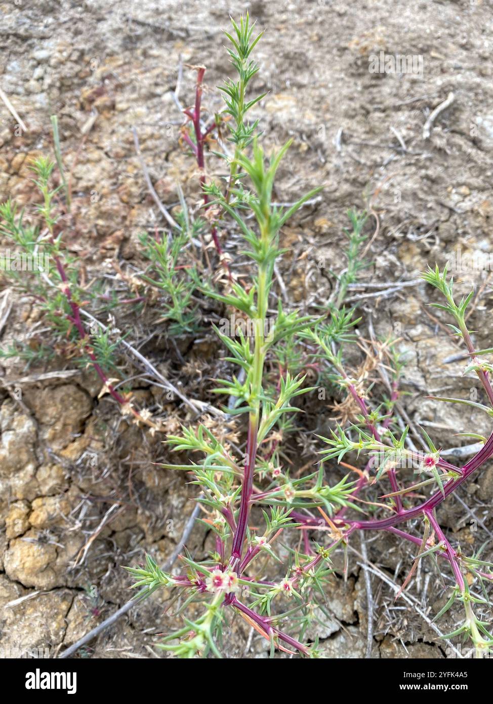 Southern Russian Thistle (Salsola australis Stock Photo - Alamy