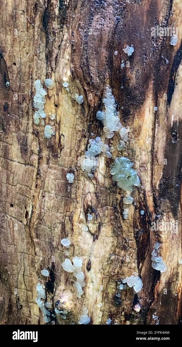 Crystal Brain Fungus (Myxarium nucleatum Stock Photo - Alamy