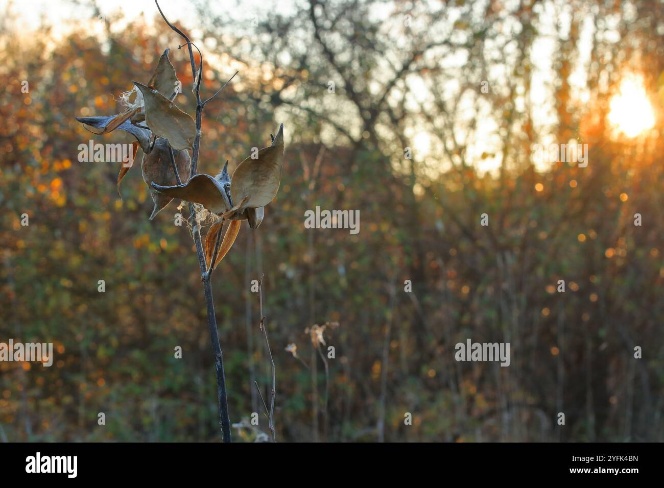Potential pods hi-res stock photography and images - Alamy