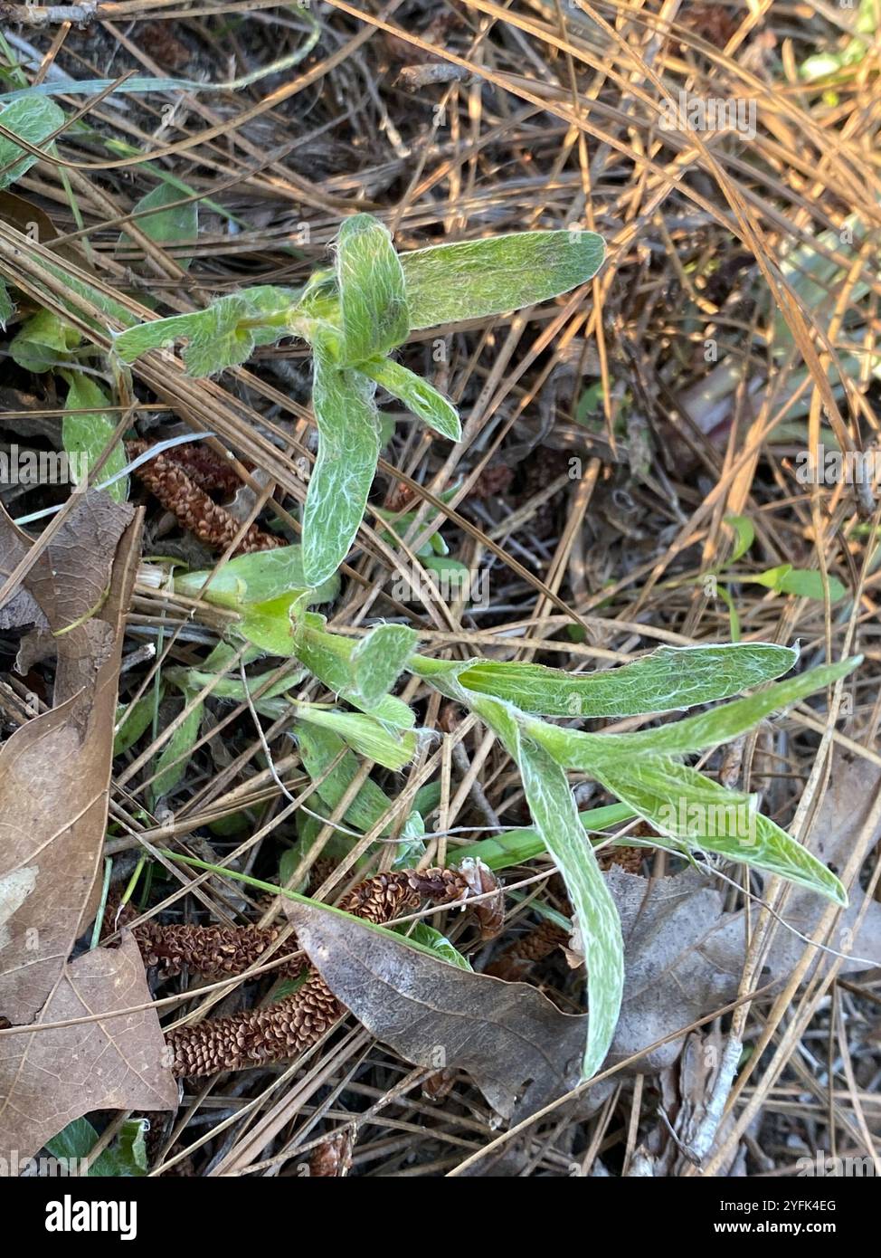 Zigzag Silkgrass (Pityopsis flexuosa Stock Photo - Alamy