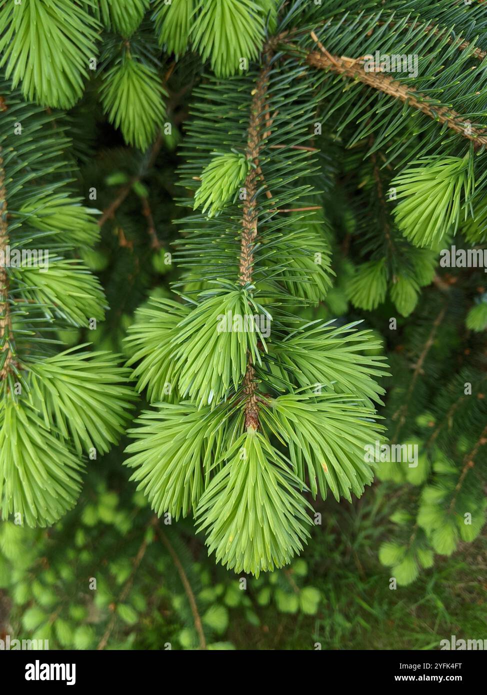 Sitka spruce (Picea sitchensis Stock Photo - Alamy