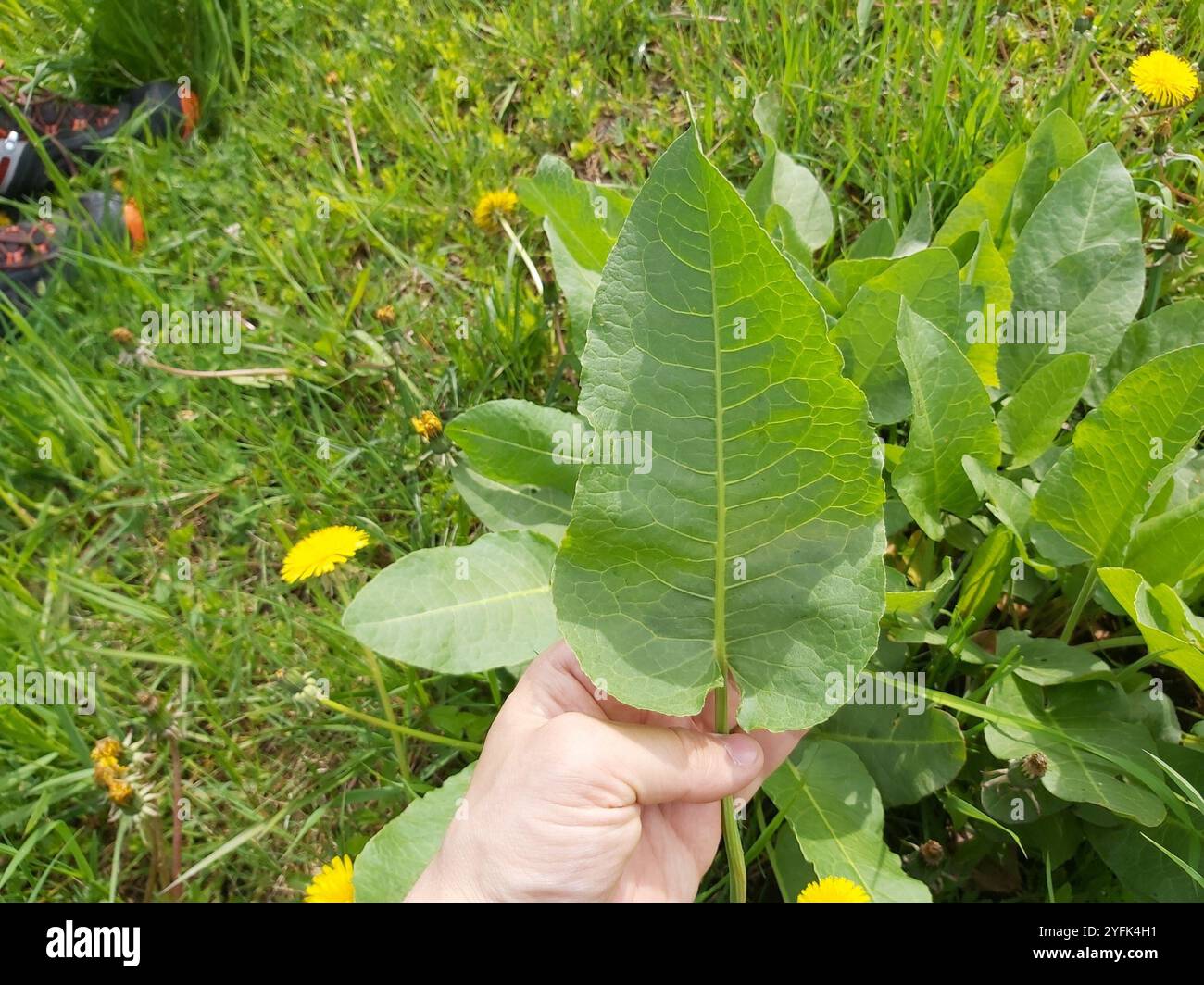 Russian Dock (Rumex confertus Stock Photo - Alamy