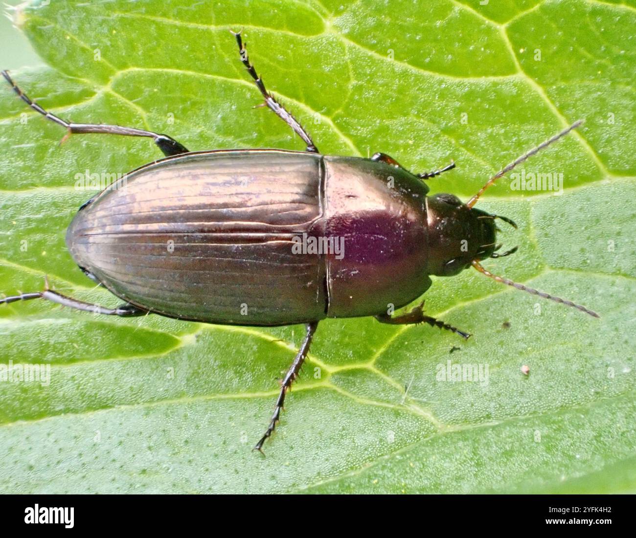 Common Sun Beetle (Amara aenea Stock Photo - Alamy