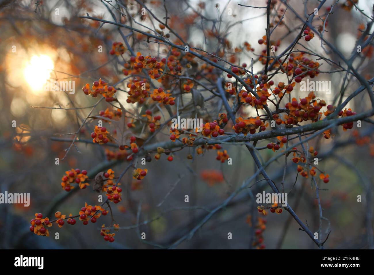 American bittersweet hi-res stock photography and images - Alamy