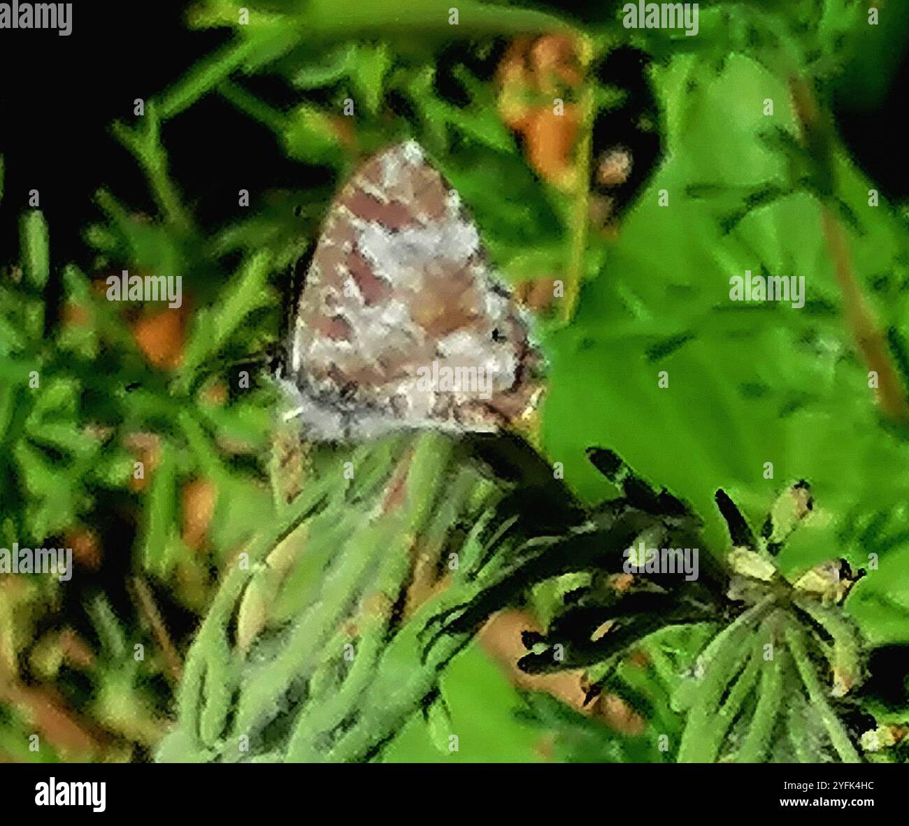 Common Bush Blue (Cacyreus lingeus Stock Photo - Alamy