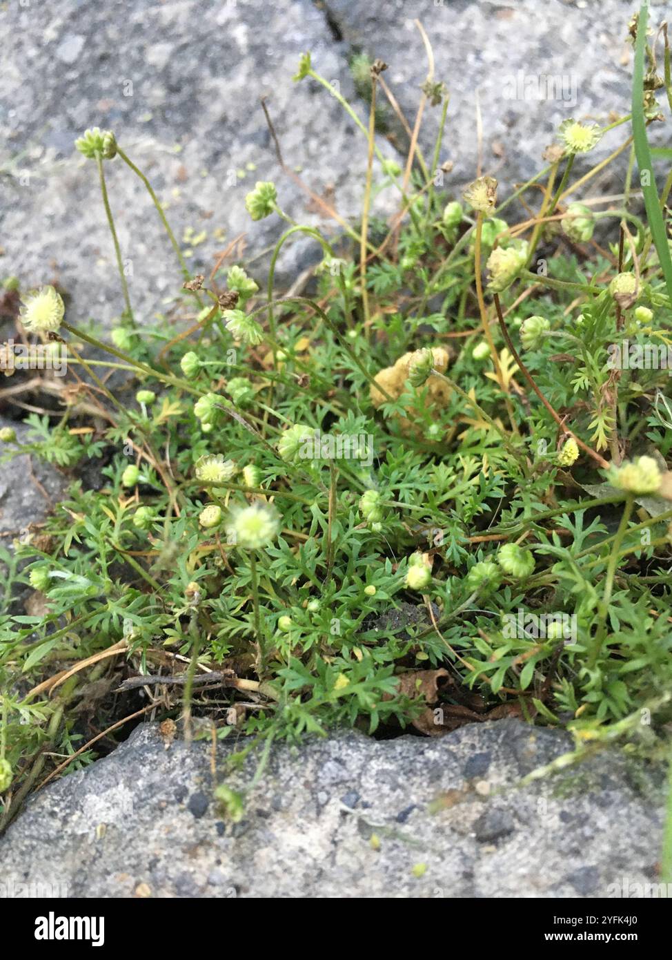 Cotula australis hi-res stock photography and images - Alamy