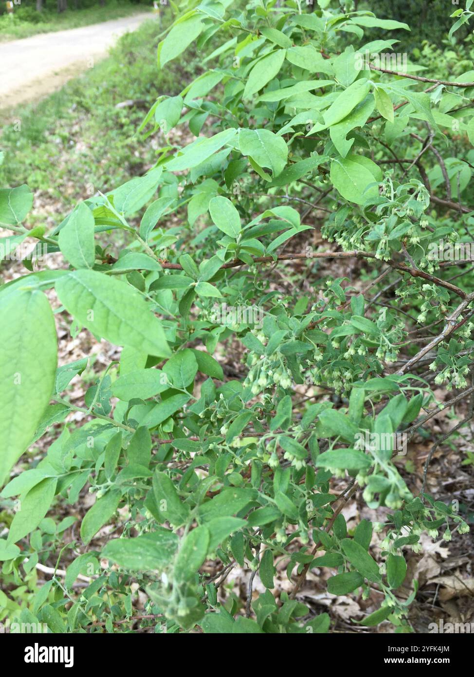 Deerberry hi-res stock photography and images - Alamy