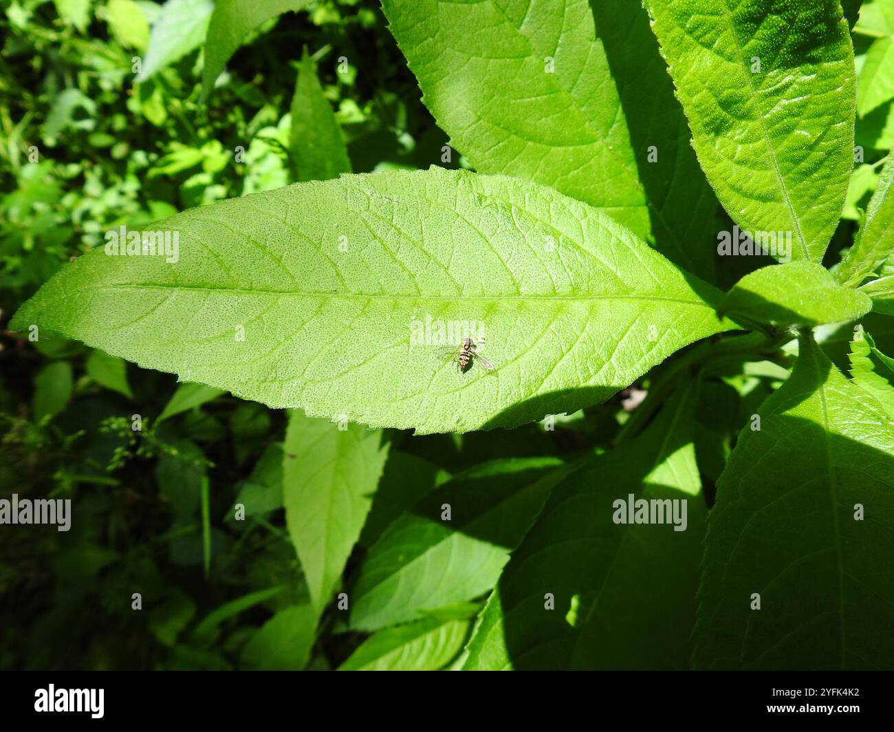 Eastern Calligrapher (Toxomerus geminatus Stock Photo - Alamy
