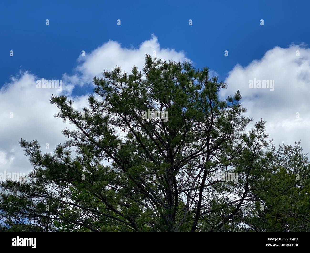 shortleaf pine (Pinus echinata Stock Photo - Alamy