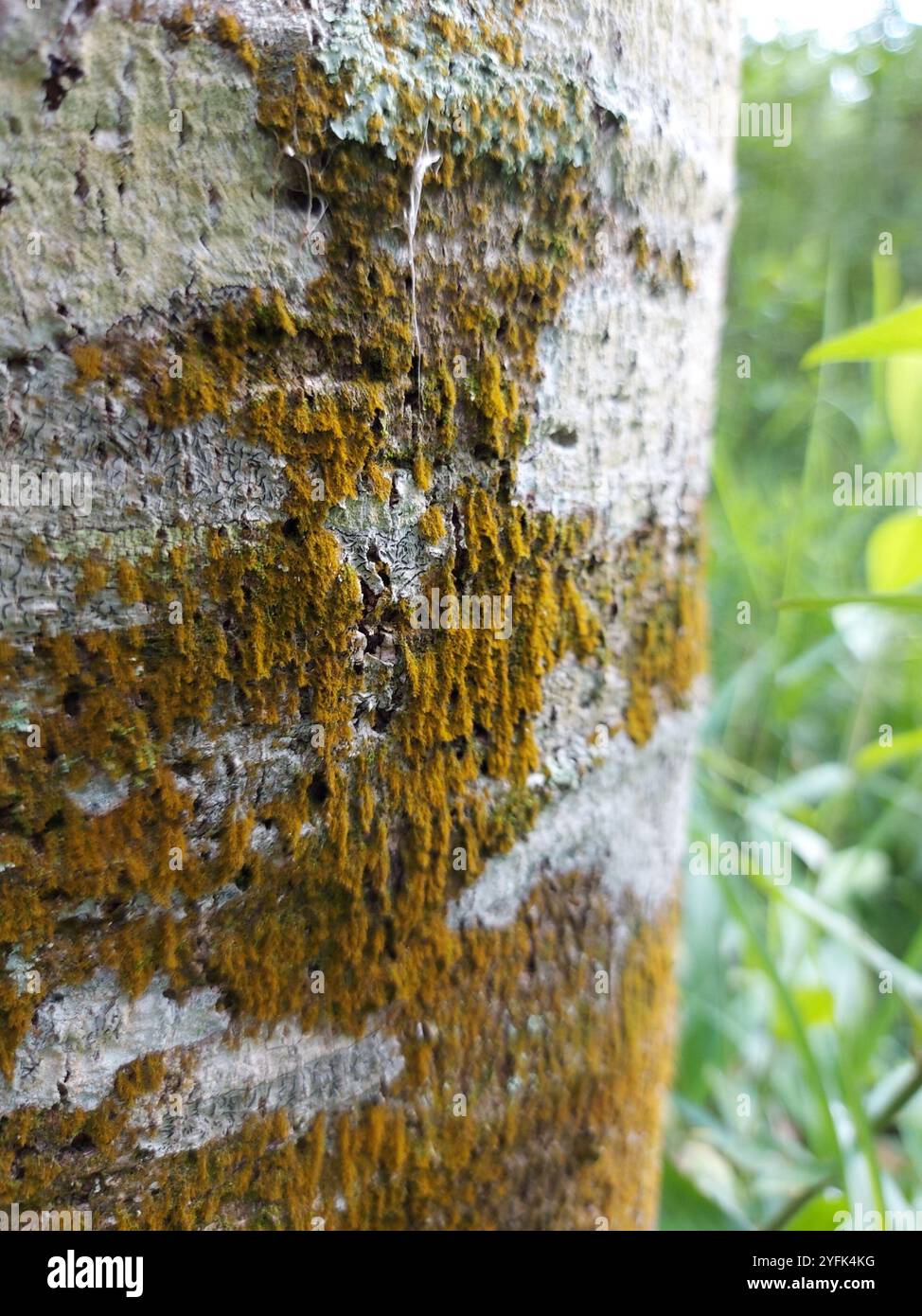 Orange Terrestrial Algae (Trentepohliales Stock Photo - Alamy