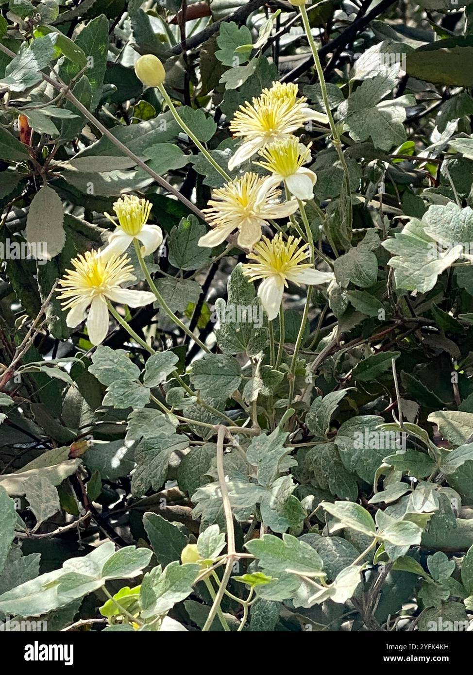 Pipestem Clematis (Clematis lasiantha Stock Photo - Alamy
