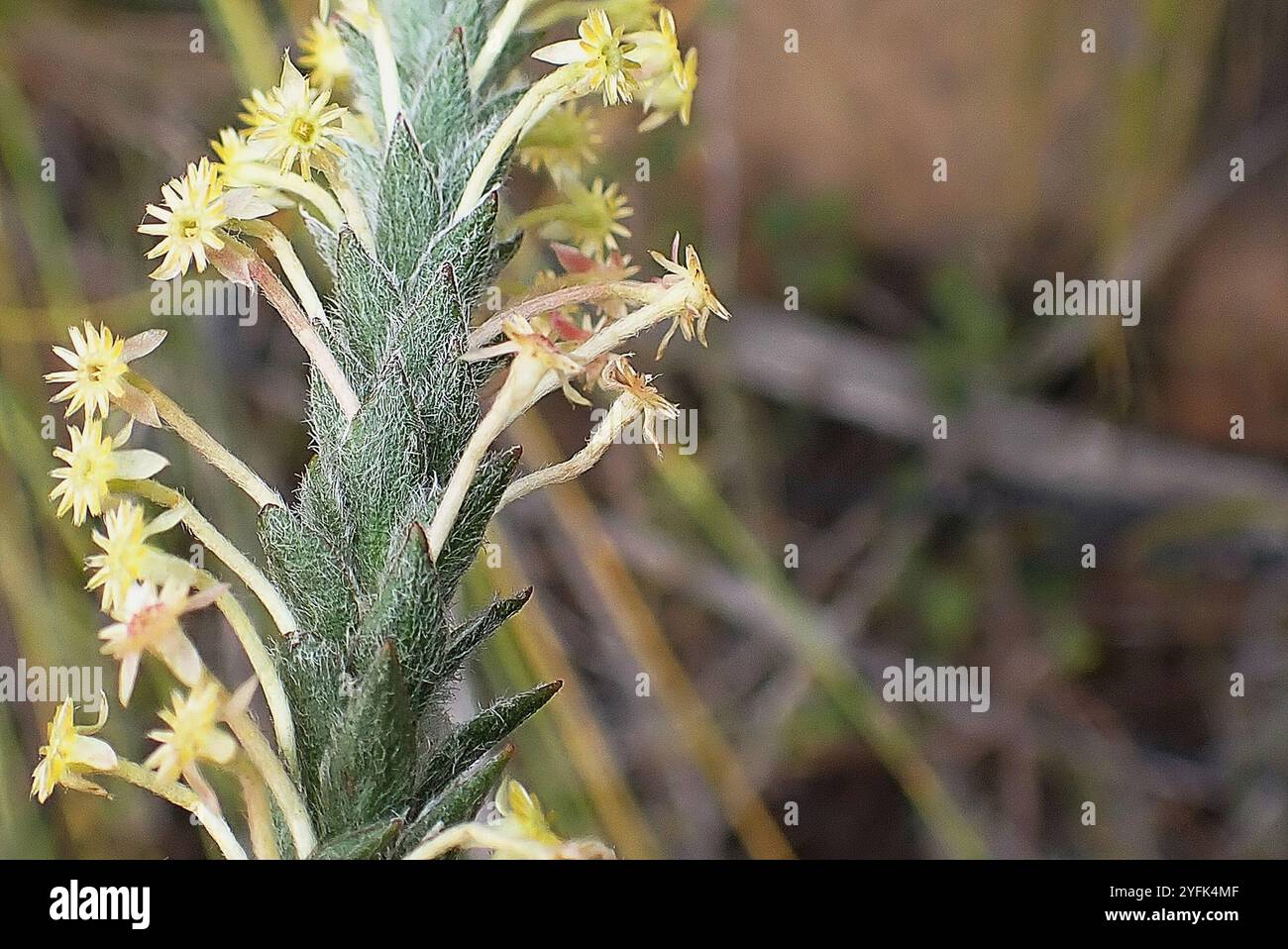 Woolly Capespray (Struthiola tomentosa Stock Photo - Alamy