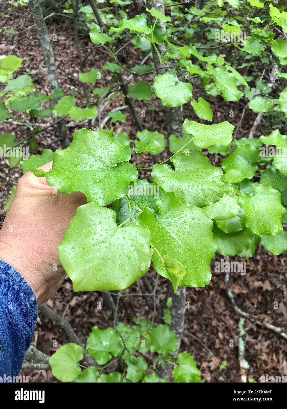Texas redbud (Cercis canadensis texensis Stock Photo - Alamy