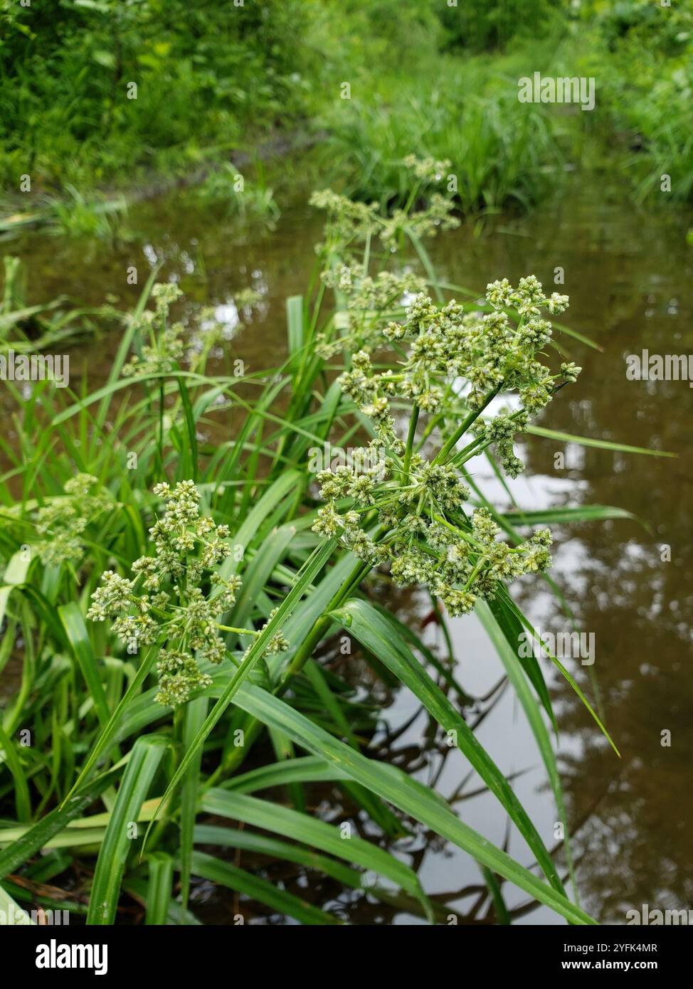 Panicled Bulrush (Scirpus microcarpus Stock Photo - Alamy