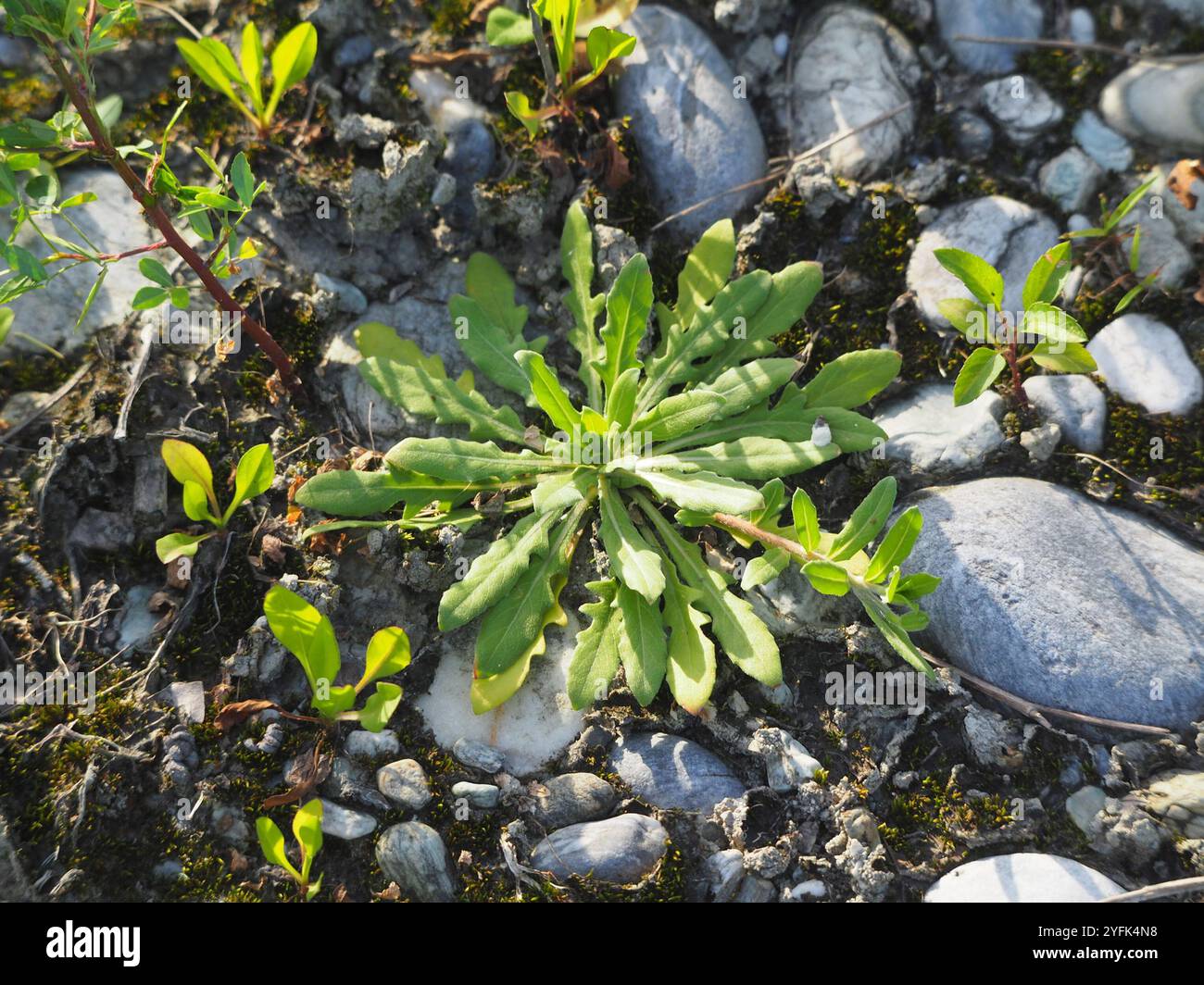 cutleaf evening primrose (Oenothera laciniata Stock Photo - Alamy