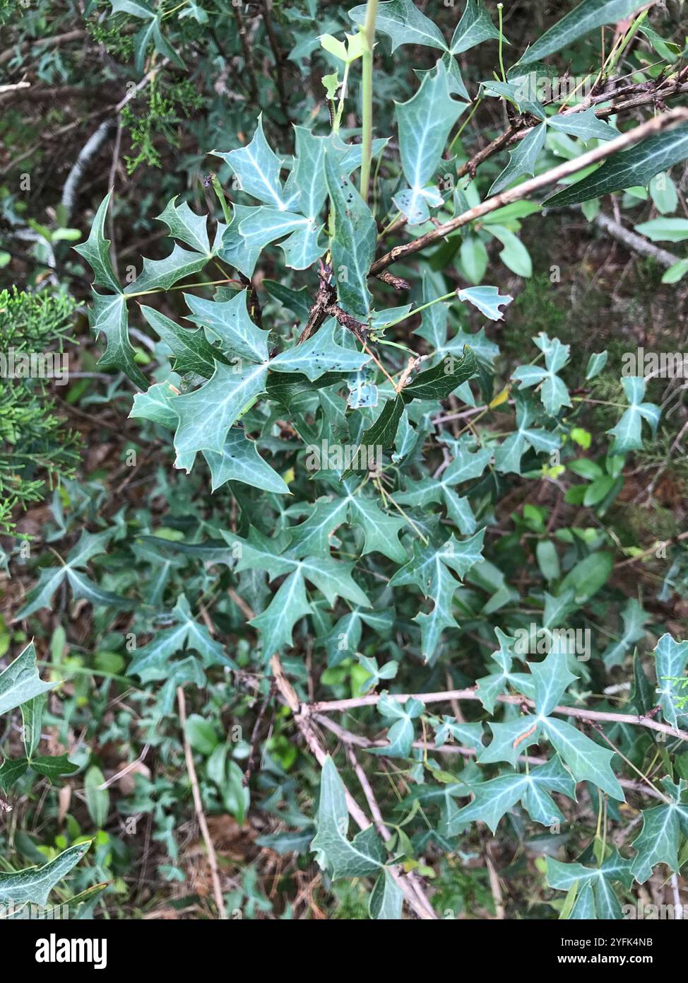 Agarita hi-res stock photography and images - Alamy