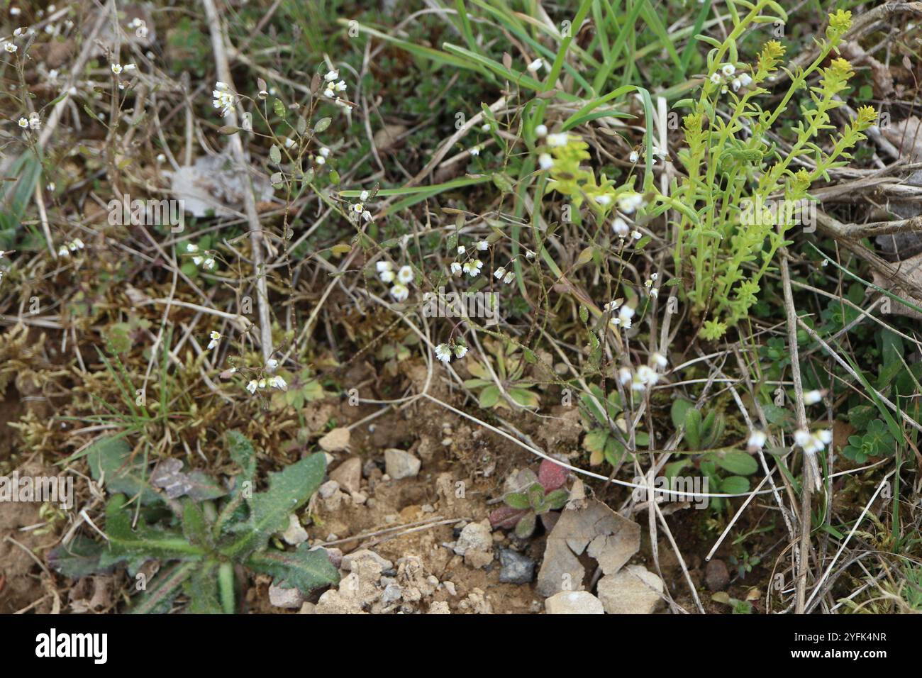 Common Whitlowgrass (Draba verna Stock Photo - Alamy
