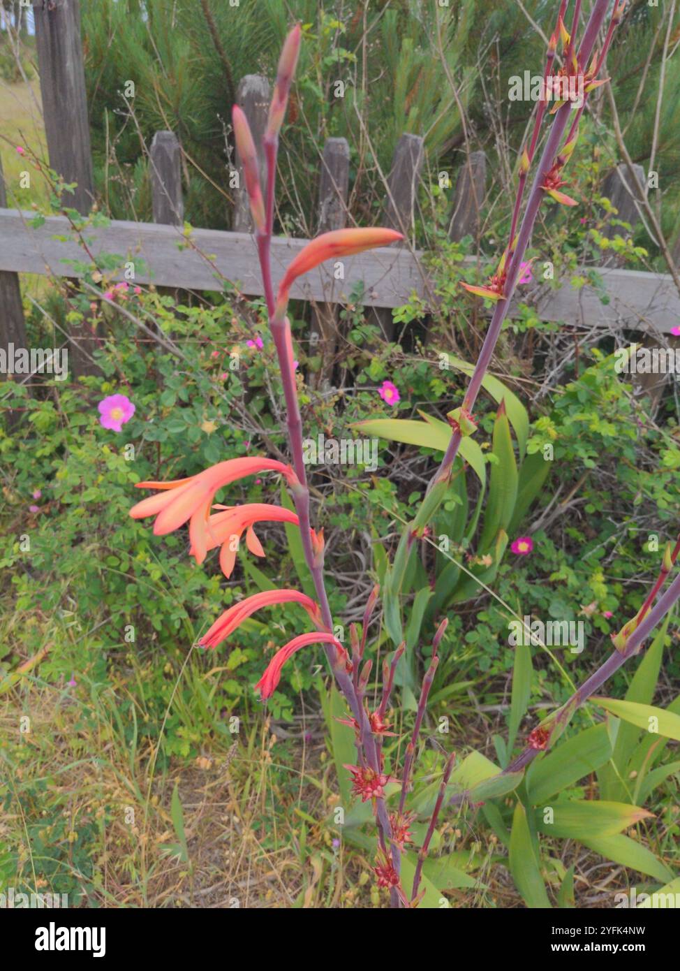 Bulbil Bugle-lily (Watsonia meriana Stock Photo - Alamy