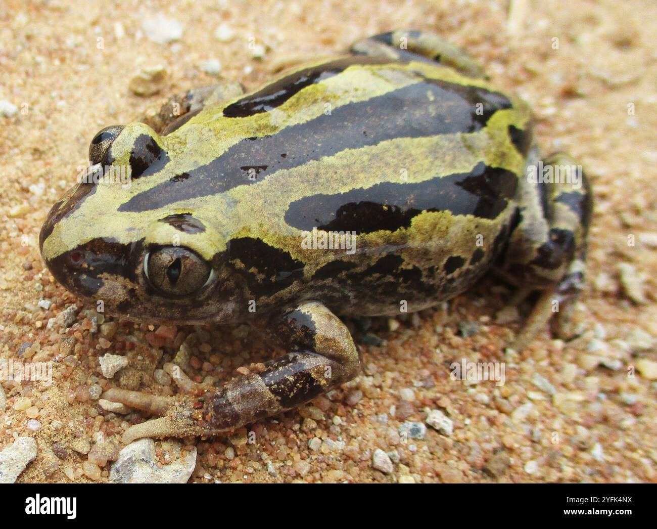 Senegal Running Frog (Kassina senegalensis Stock Photo - Alamy
