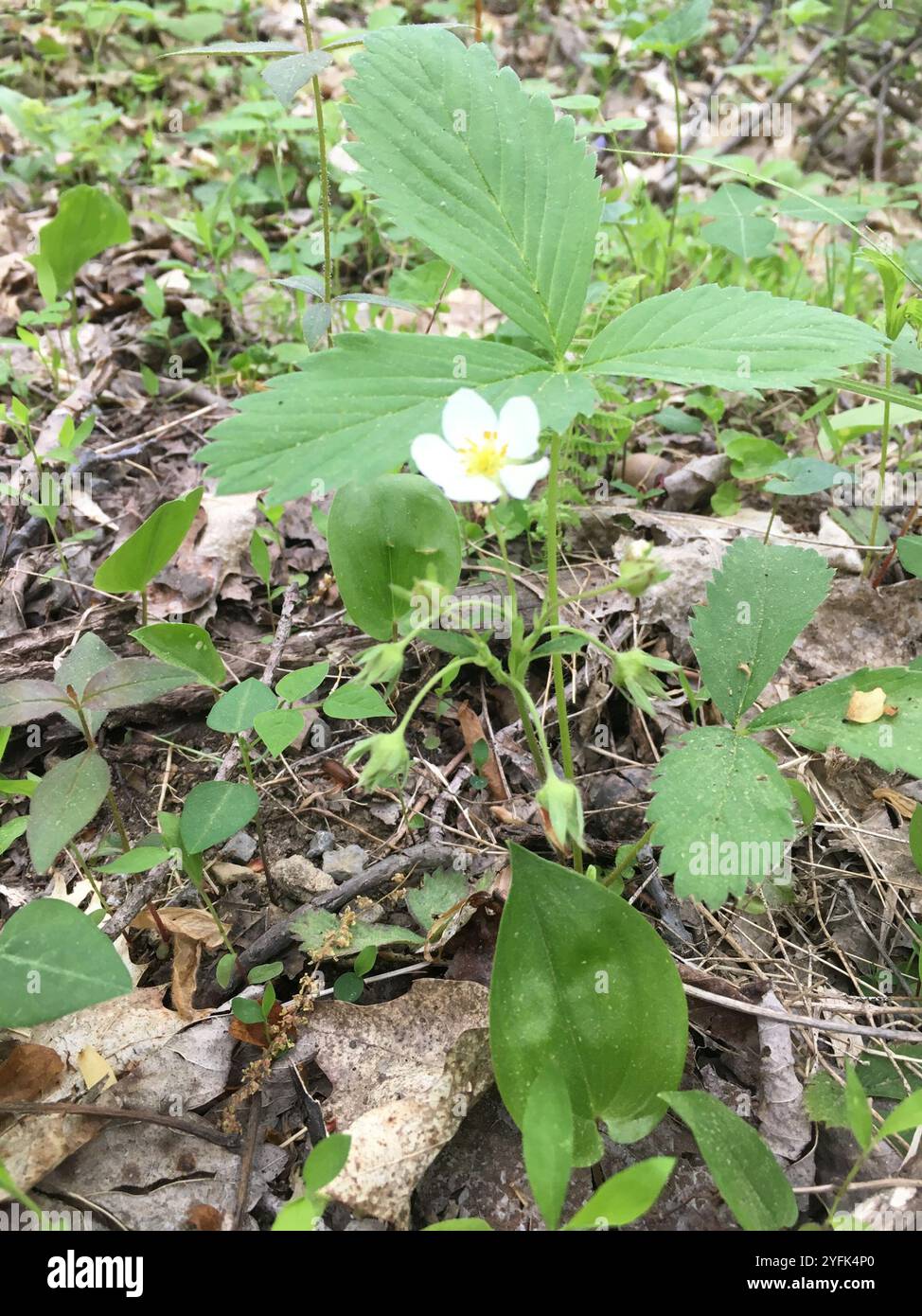 Virginia strawberry (Fragaria virginiana Stock Photo - Alamy