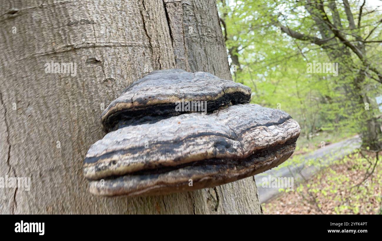 Willow Bracket (Phellinus igniarius Stock Photo - Alamy